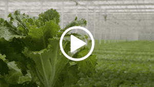 Natural Gas: Key to Efficient Greenhouse Production - Sprague Energy